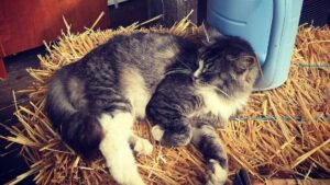 Adopt an Animal Today from the Upper Valley Humane Society