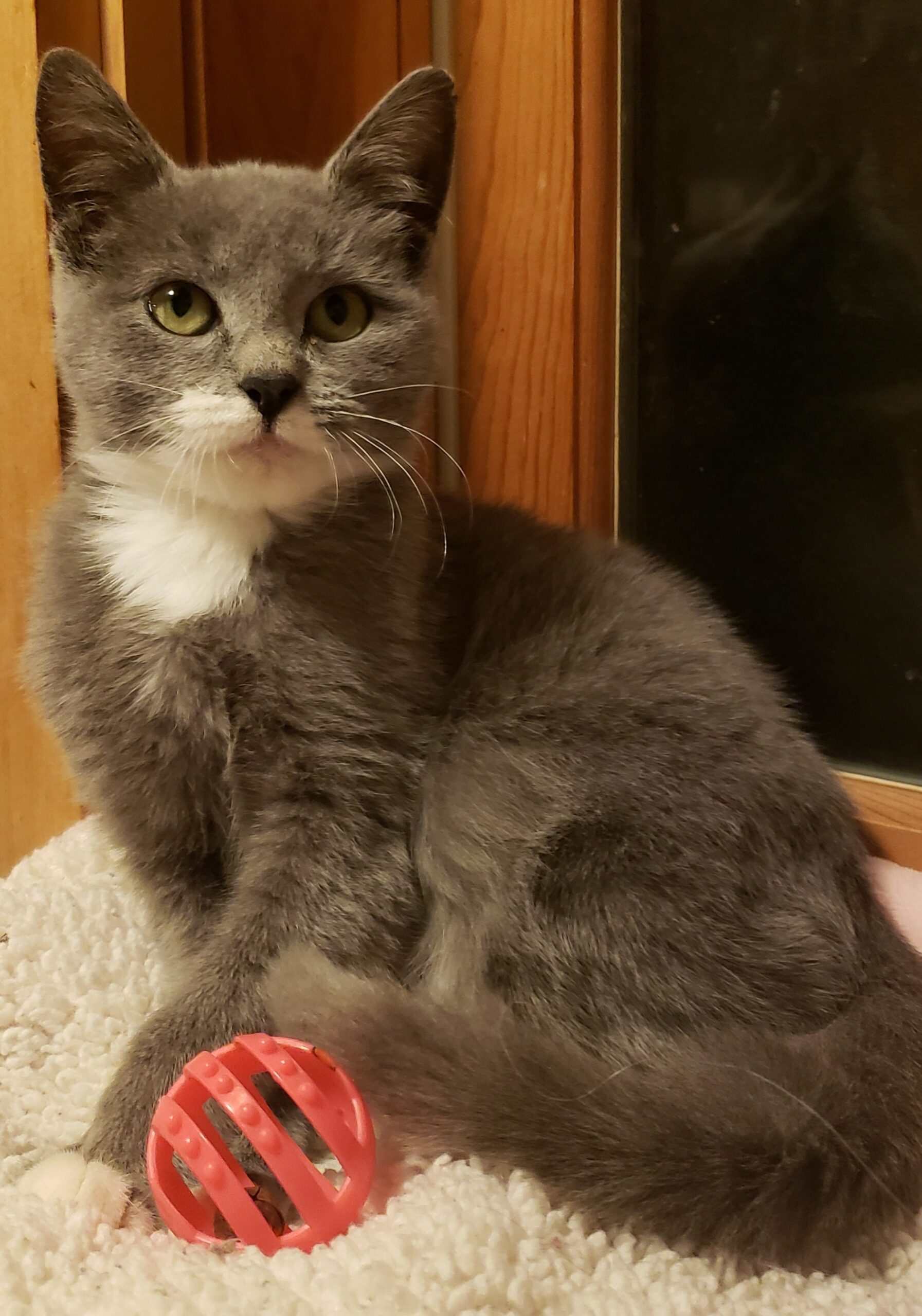 TNR Success Stories! – Upper Valley Humane Society