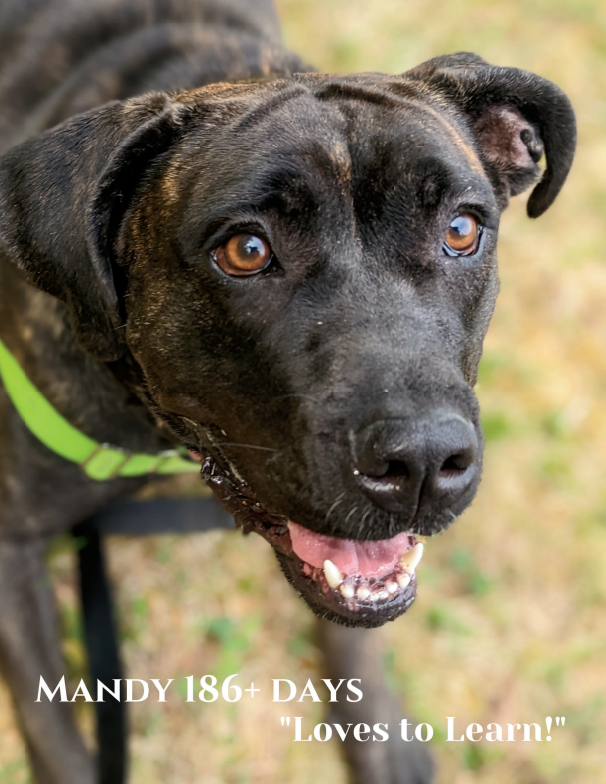 Newsletters – Upper Valley Humane Society